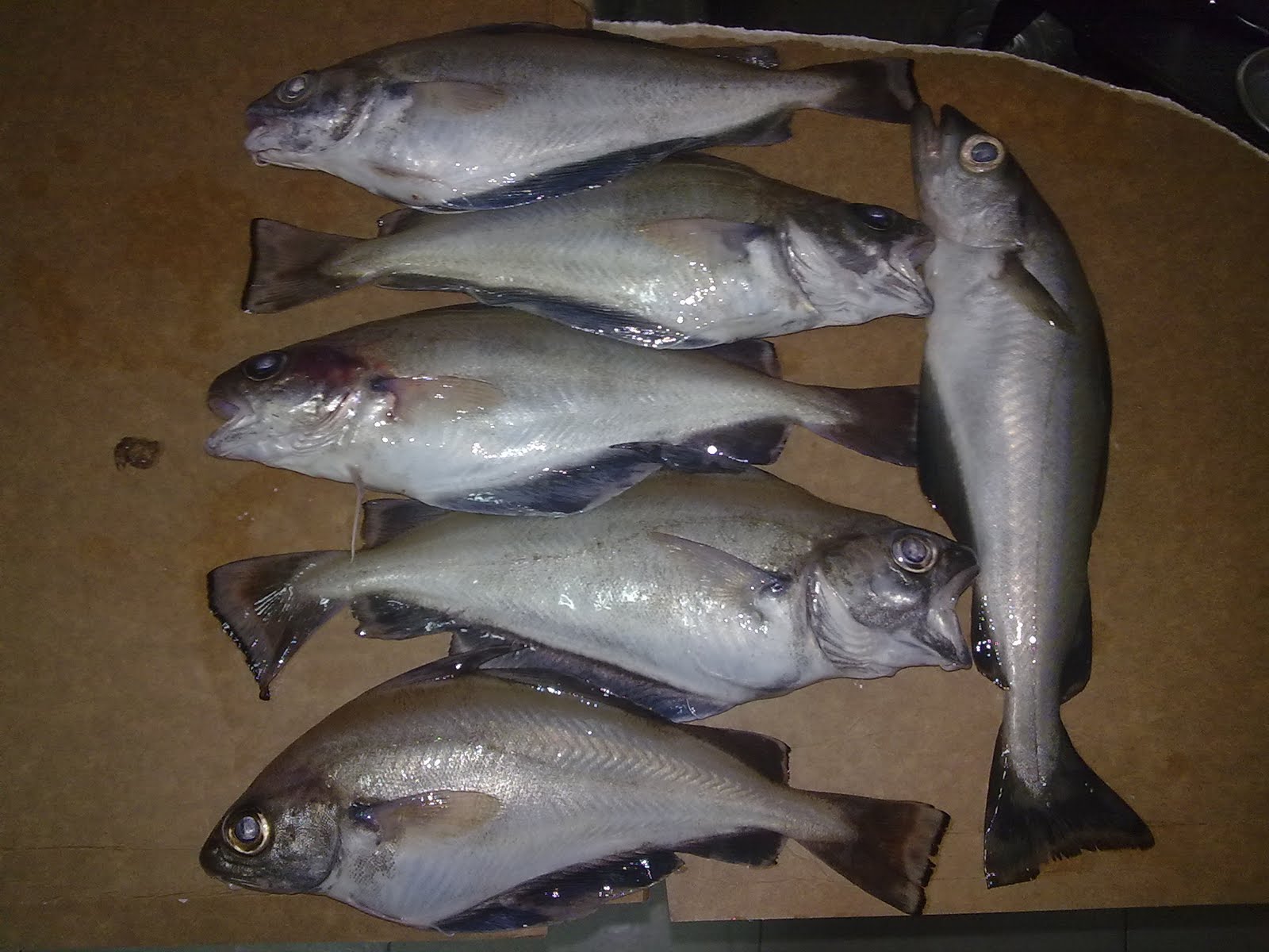 Pesca em Viana: E deu...Faneca! Parte 2!!