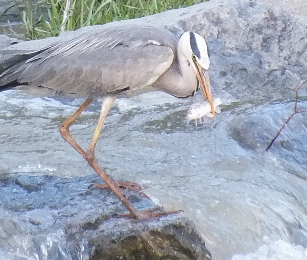 Jurnal unui desculț : starc cenusiu baraj raul vedea alexandria teleorman