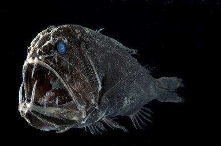 Deep Sea Creatures: Fangtooth