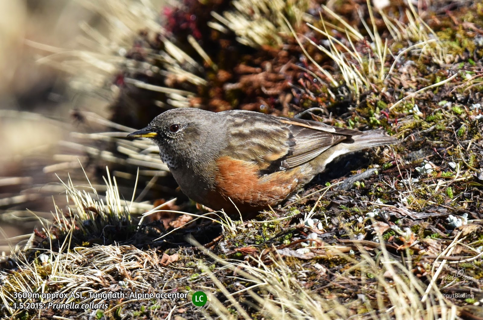 Alpine accentor: Prunella collaris ssp. whymperi | Photo Span