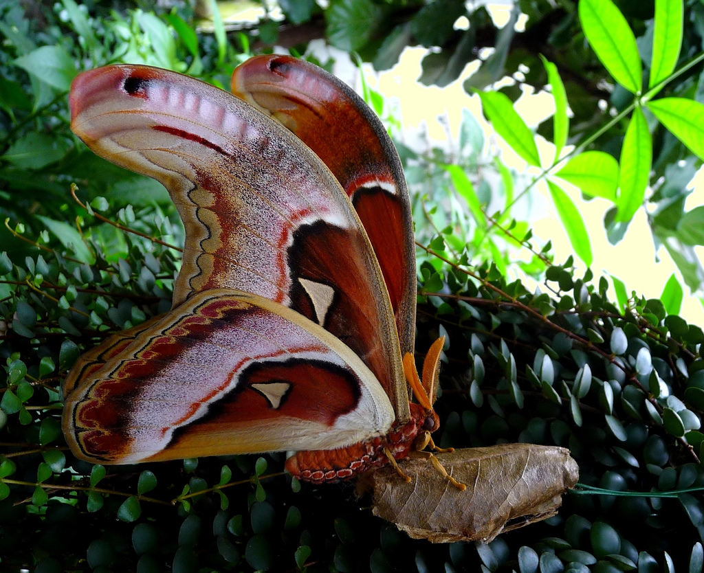 Polilla Atlas (Attacus atlas): la má grande del mundo