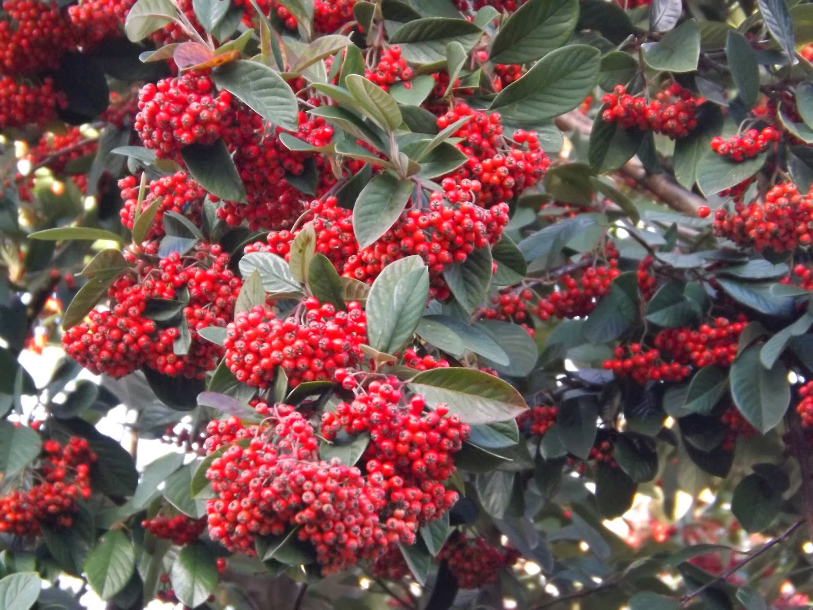 Le Jardin de la Salamandre: Cotoneaster lacteus