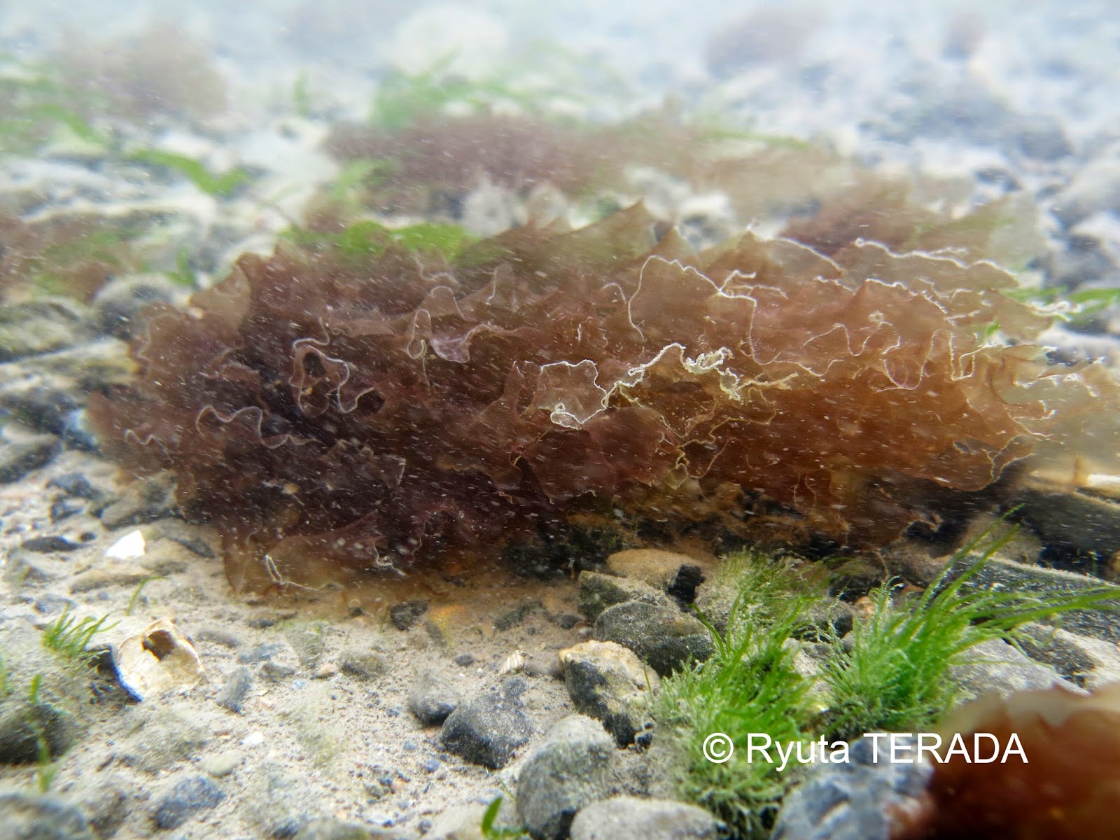 Seaweed Research Journal 海藻研究ジャーナル : Pyropia tenera survey in Kumamoto ...