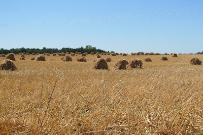 To Behold the Beauty: Harvest Time