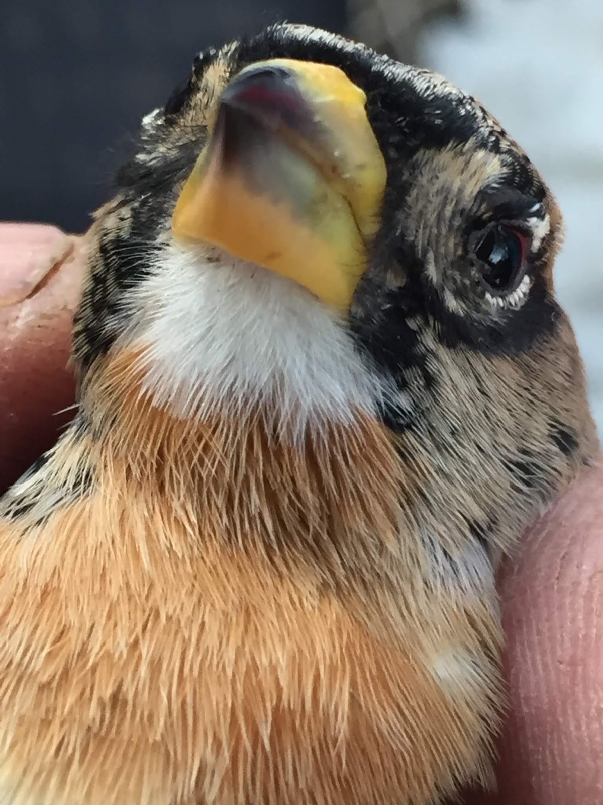 Ruffled Feathers: A tale of two finches