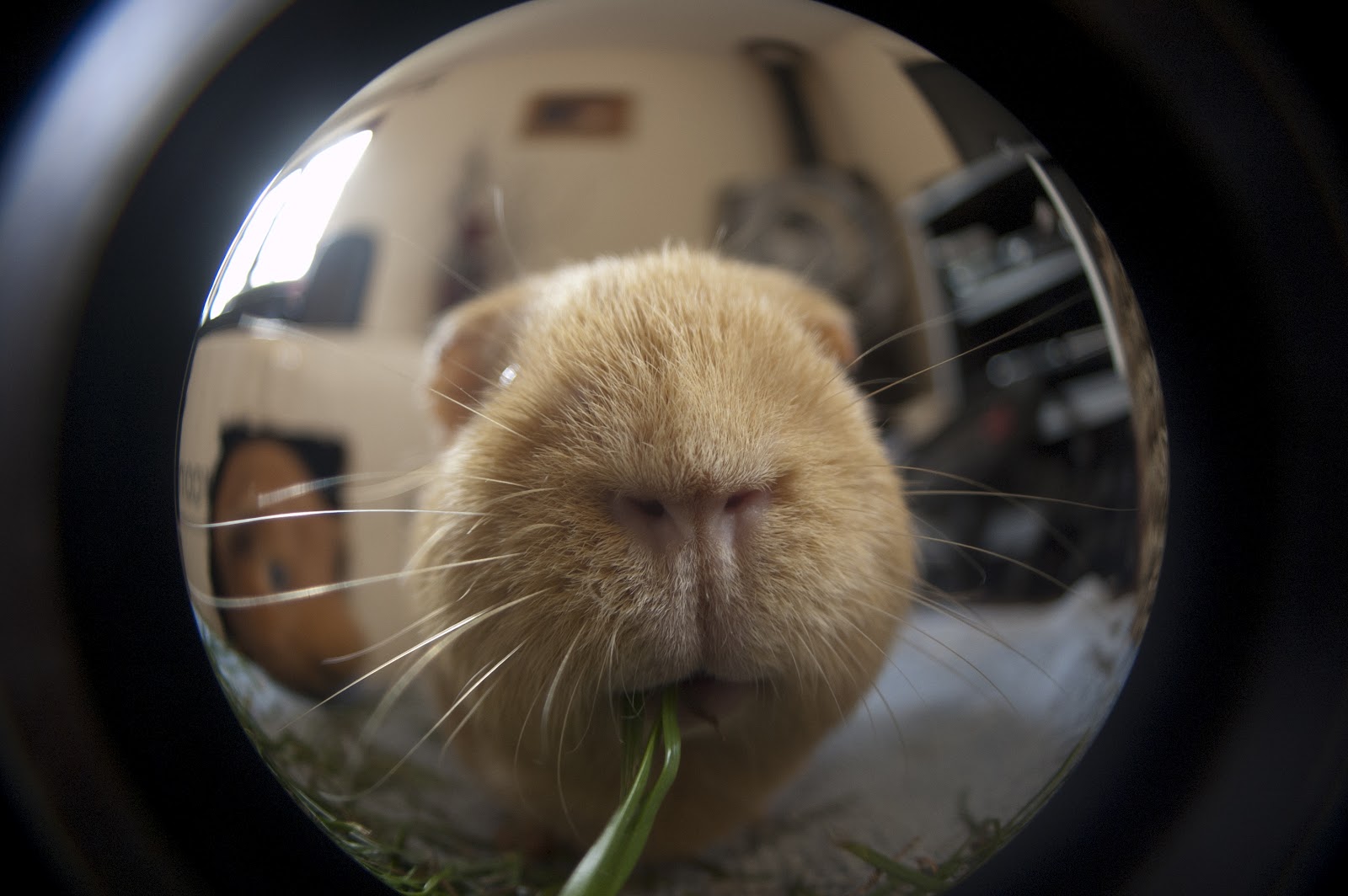 Photobrook Photography: Cutest guinea pig pictures