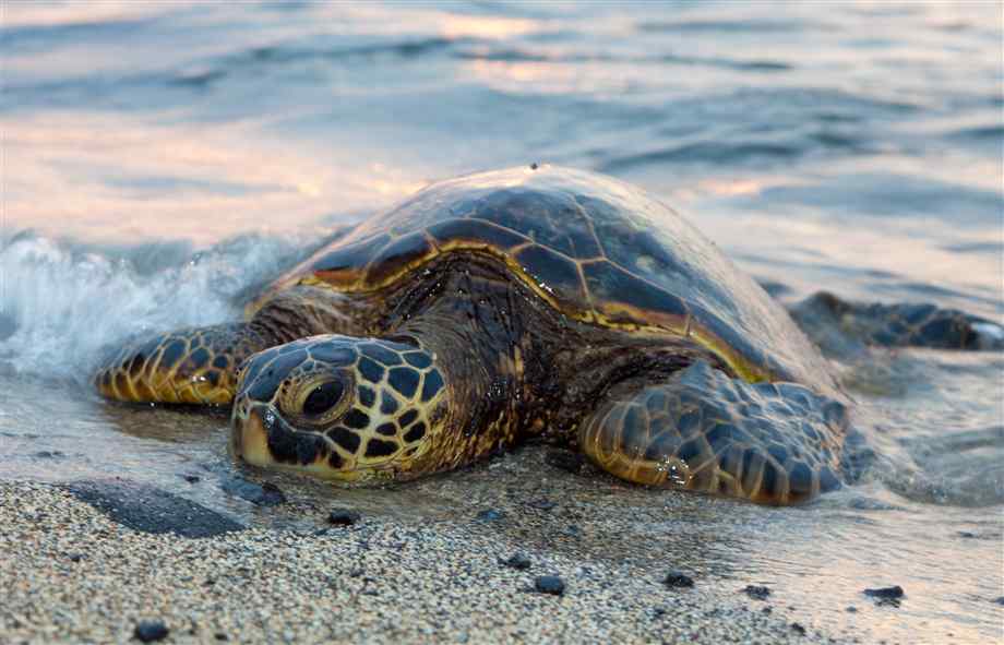 Mijn avontuur in Suriname!: Uitstap Galibi (schildpaddeneiland)!