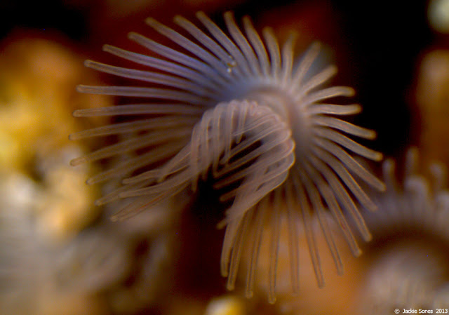 The Natural History of Bodega Head: My, what a nice lophophore you have!