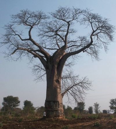 Giant Trees From Around The World: Baobab trees