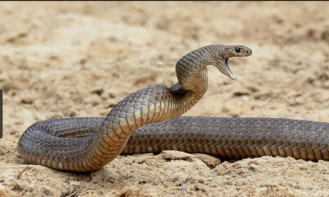Wikipedia new online: cobra snake ,snake facts,types of snakes,snakes ...