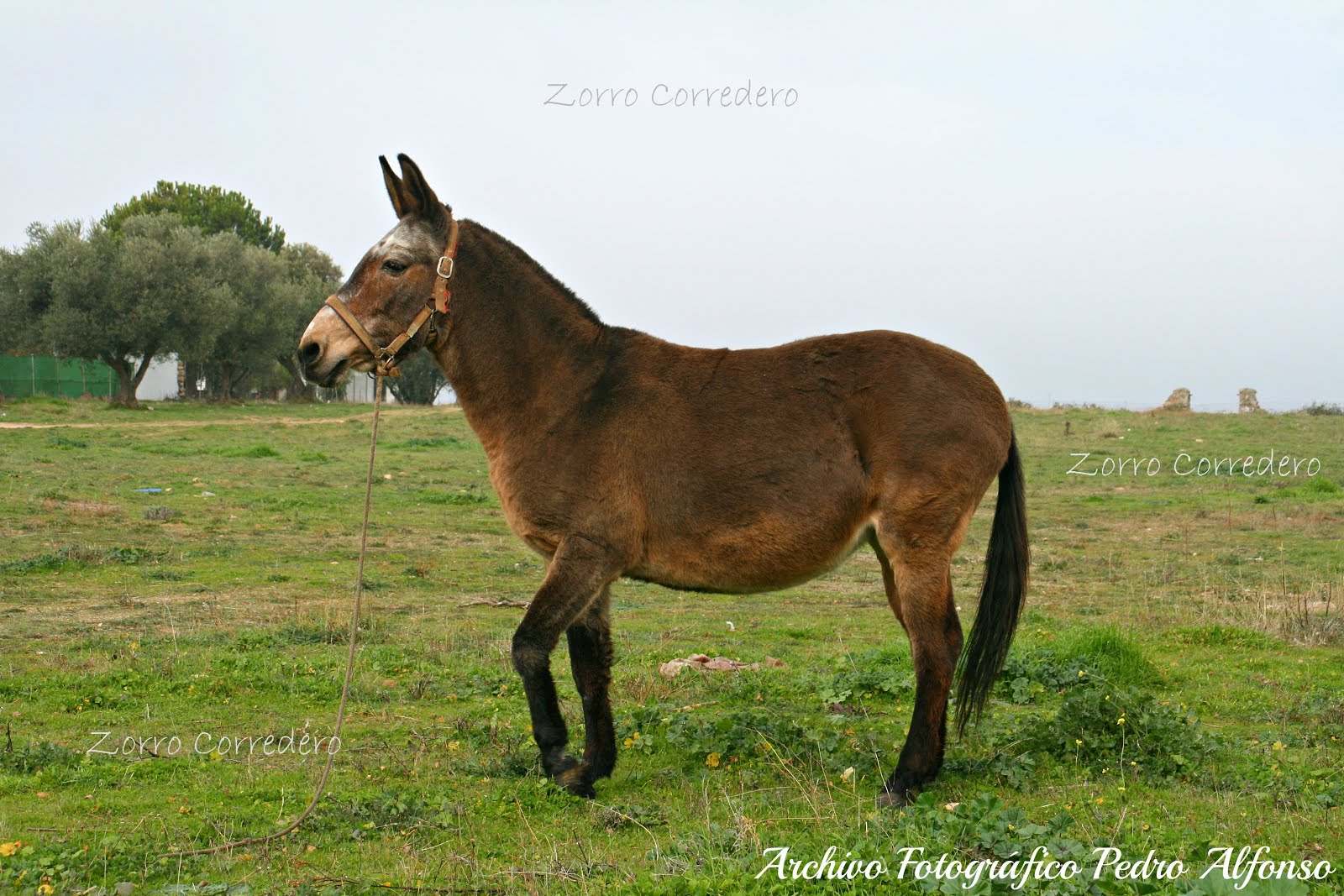 Zorro Corredero de Cadalso de los Vidrios: Una mula en San Antón