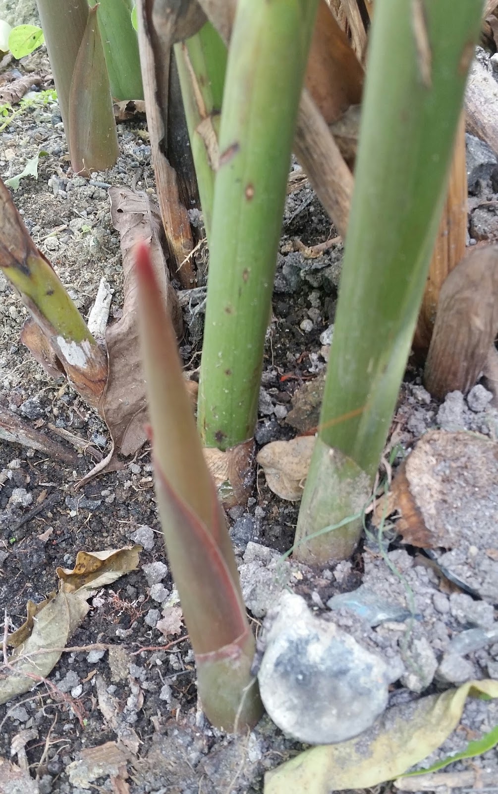 Warisan Petani: Pokok Lengkuas.
