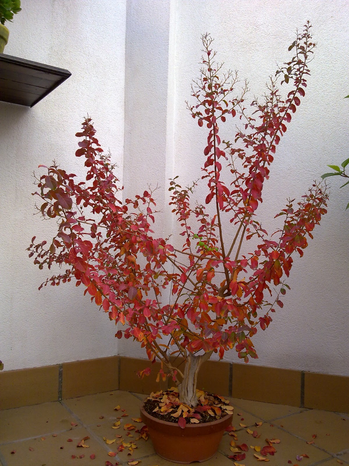 Jardin del Bonsai: Lagerstroemia indica,Arbol de jupiter