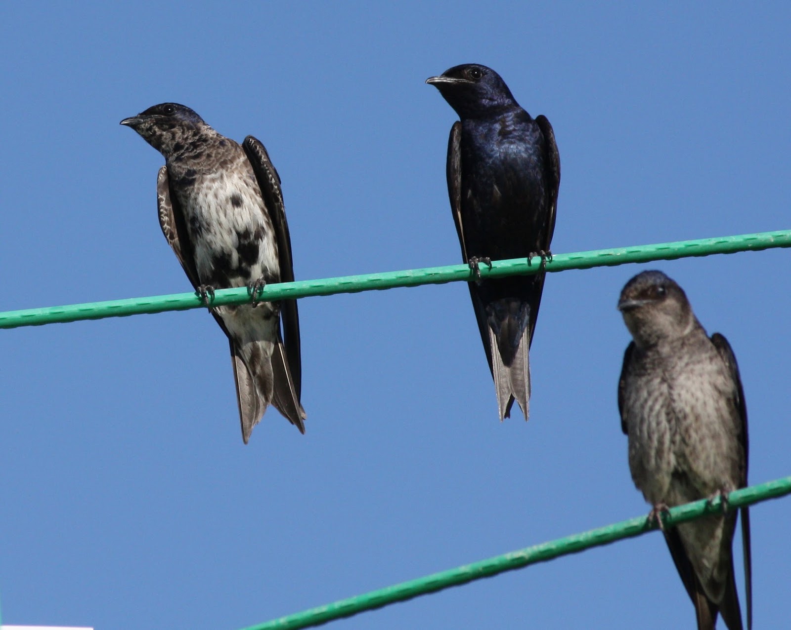 The Birds & The Bees: Purple Martins and The Sounds of Change