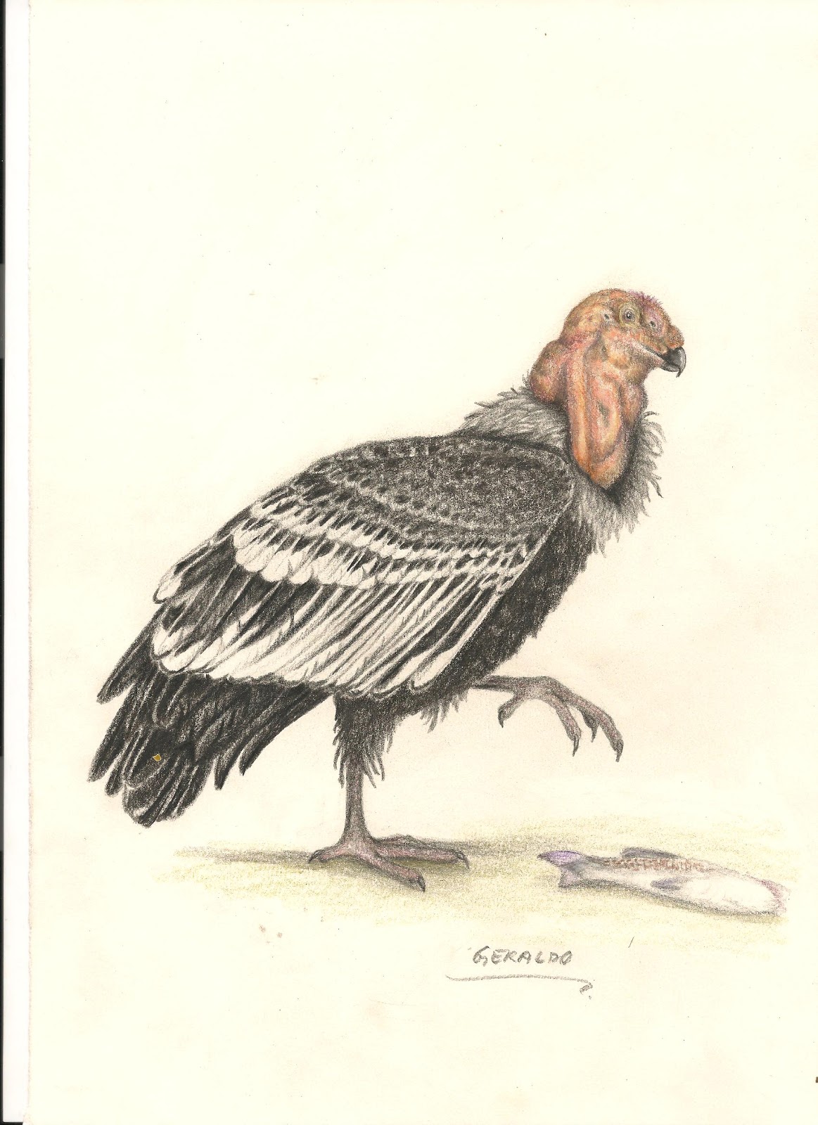 Prehistoric Birds of Brazil : 4. Prehistoric Birds Of Brazil