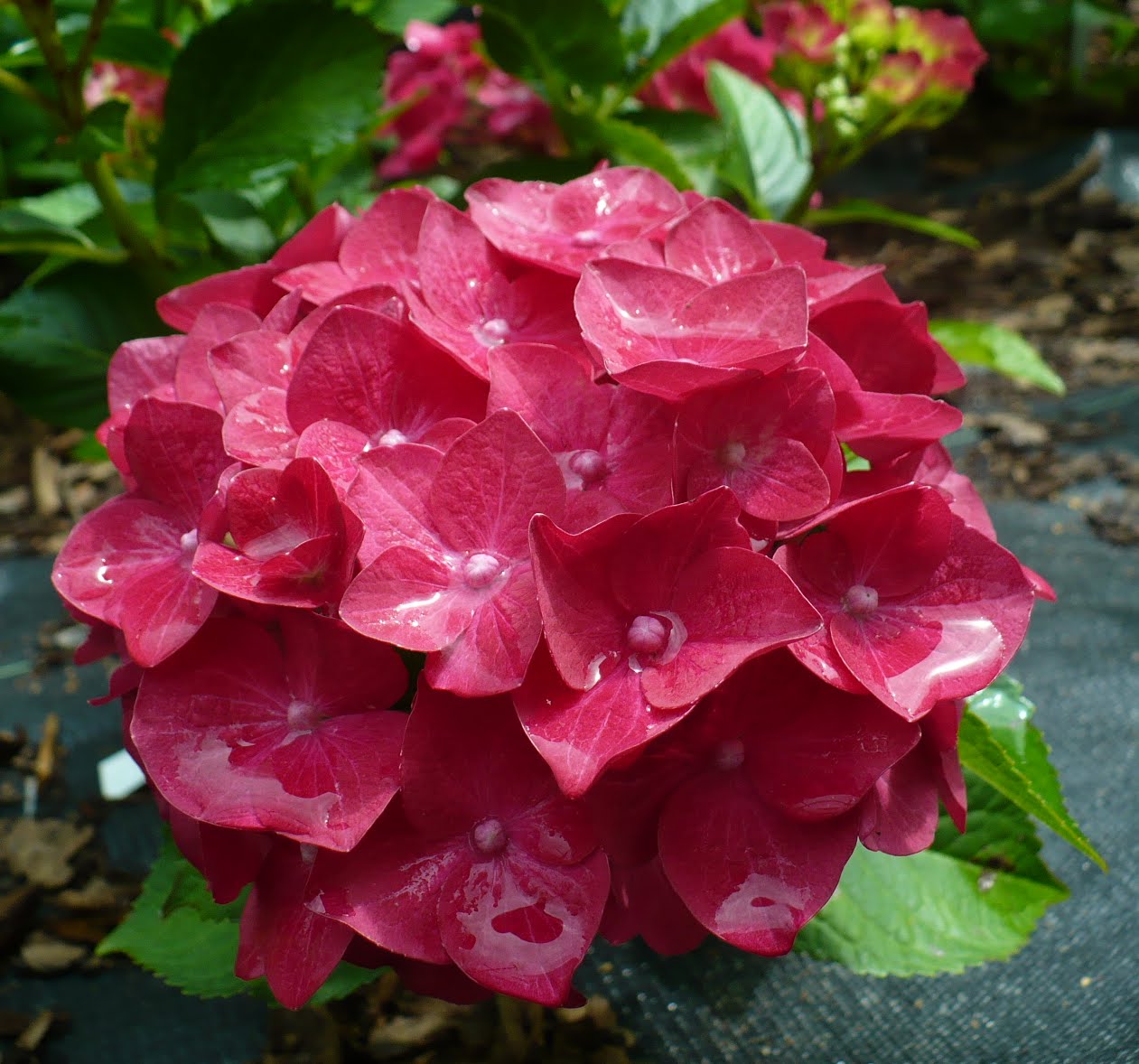Hydrangea, Hortensja: Hydrangea macrophylla (Hortensja ogrodowa) 'Hot Red'