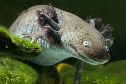 Ajolote "Axolotl" - Ajolote "Axolotl"