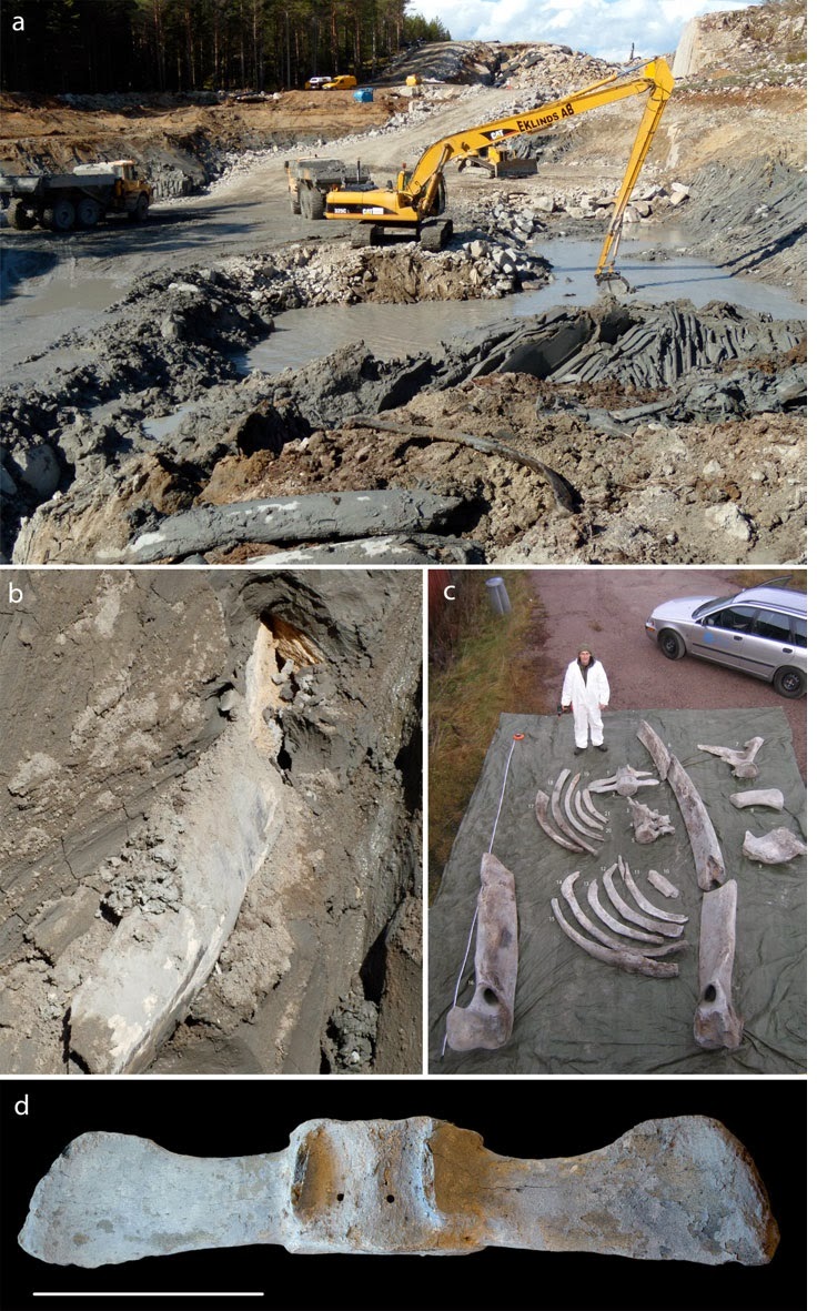 The Coastal Paleontologist, atlantic edition: 2013 in review: Advances ...