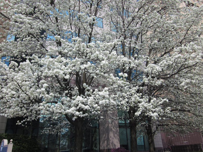 Garden Discoveries: Pittsburgh Spring