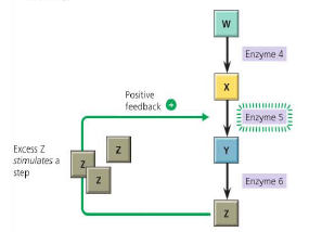 Feedback mechanisms regulate biological systems - campbell book