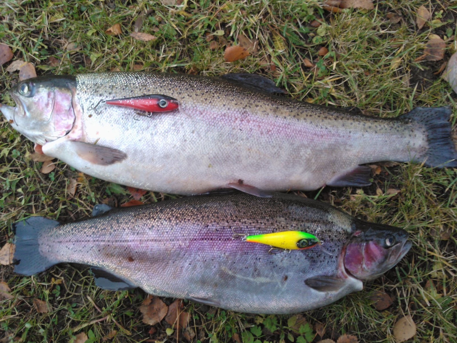 Gnuu vieheet: Kirjolohta joelta