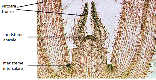 Biologia : Tesuturile vegetale