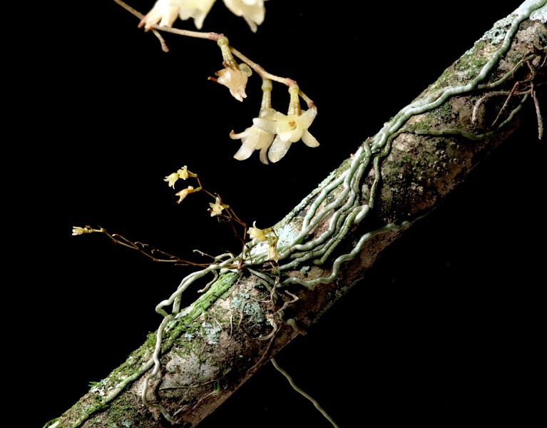 OrchidCraze: Akar dan bunga..Leafless orchids