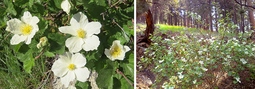 PLANTS & RIDICULOUSNESS: RASPBERRIES, LOTS AND LOTS OF RASPBERRIES