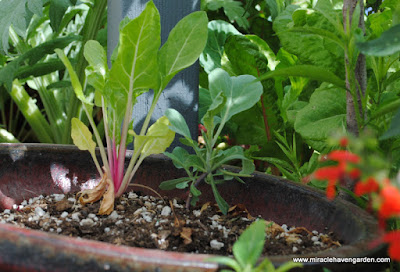 Miracle Haven Garden: Three Tips to Keep Plants Alive!