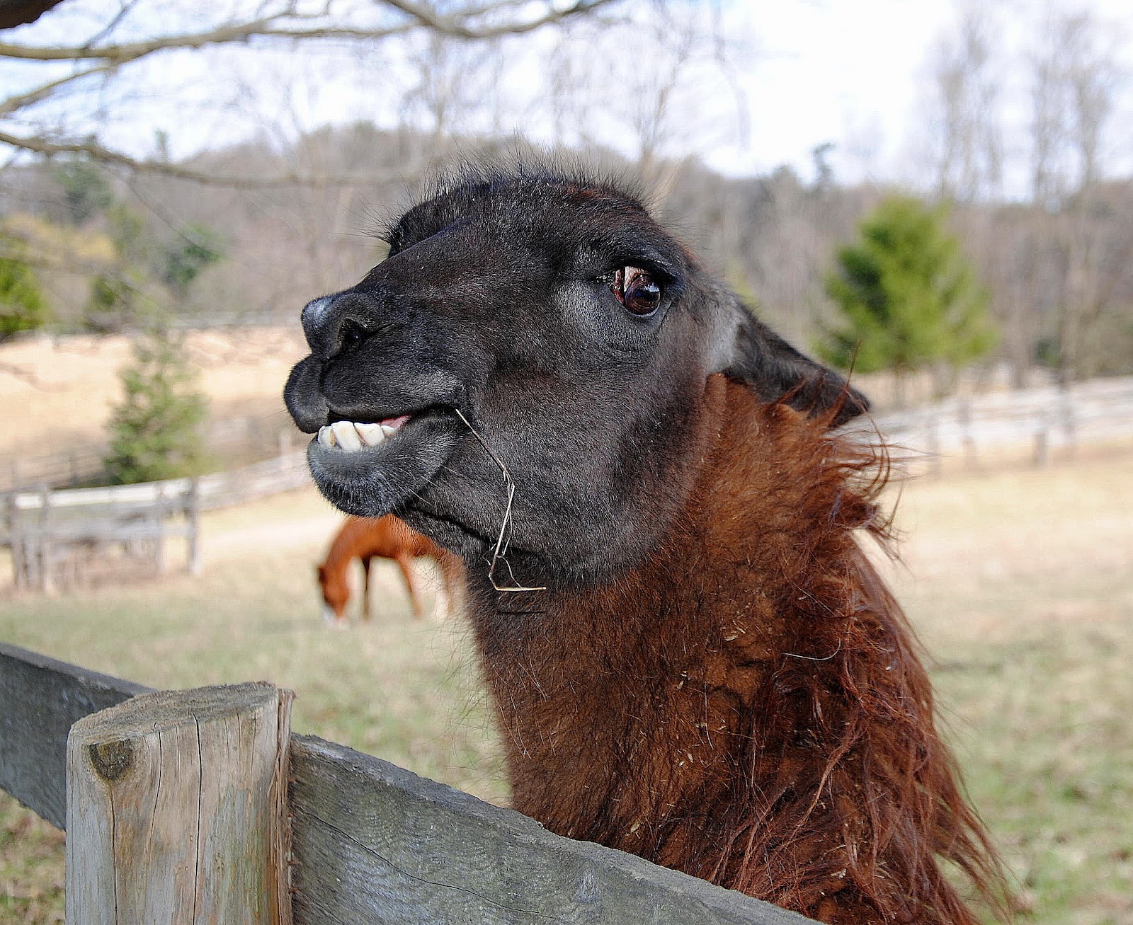 CAMERA ON KING : Llama ~ scientific name: Glama lama