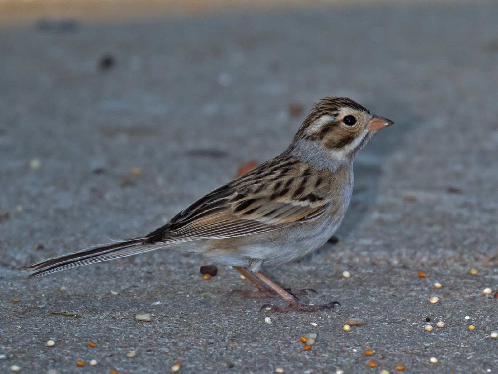 Edward Plumer: Clay-Colored Sparrows in Yard