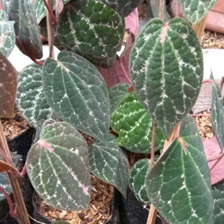 Ketahui Jenis dan Khasiat Daun Sirih yang Ampuh untuk Berbagai Penyakit ...