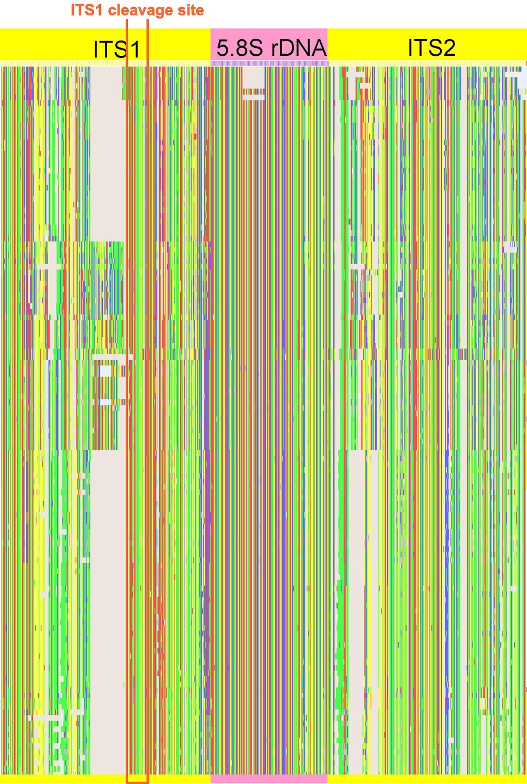 The Genealogical World of Phylogenetic Networks: Can we depict the ...