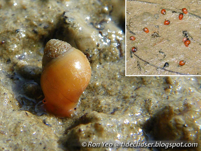 tHE tiDE cHAsER: Marine Snails of Singapore