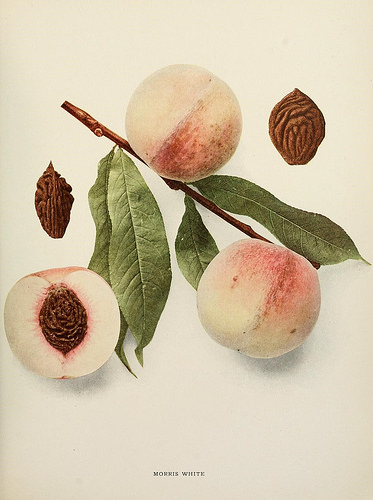 Behind the French Menu: Pêche – A Peach: the Fruit. Peaches in France ...