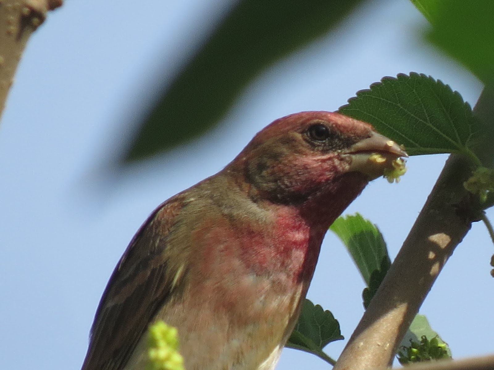 Birds in Delhi(India): Common Rose Finch