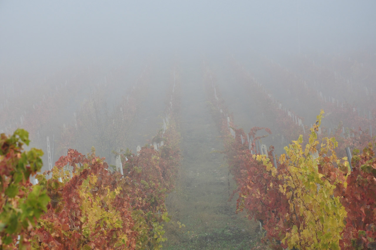 Montefalco: A Tide of Rising Emotions - John Fodera's Tuscan Vines