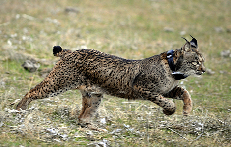 Iberian lynx Facts And Latest Images | All Wildlife Photographs