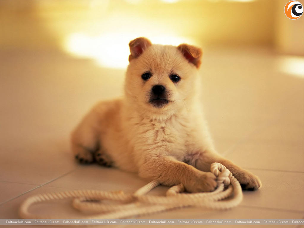 Lovely Pet Wallpaper, Lovely Pets Pictures & Animal Wallpapers: Lovely ...