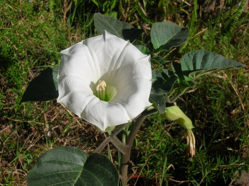 Recregarden: DATURA INOXIA