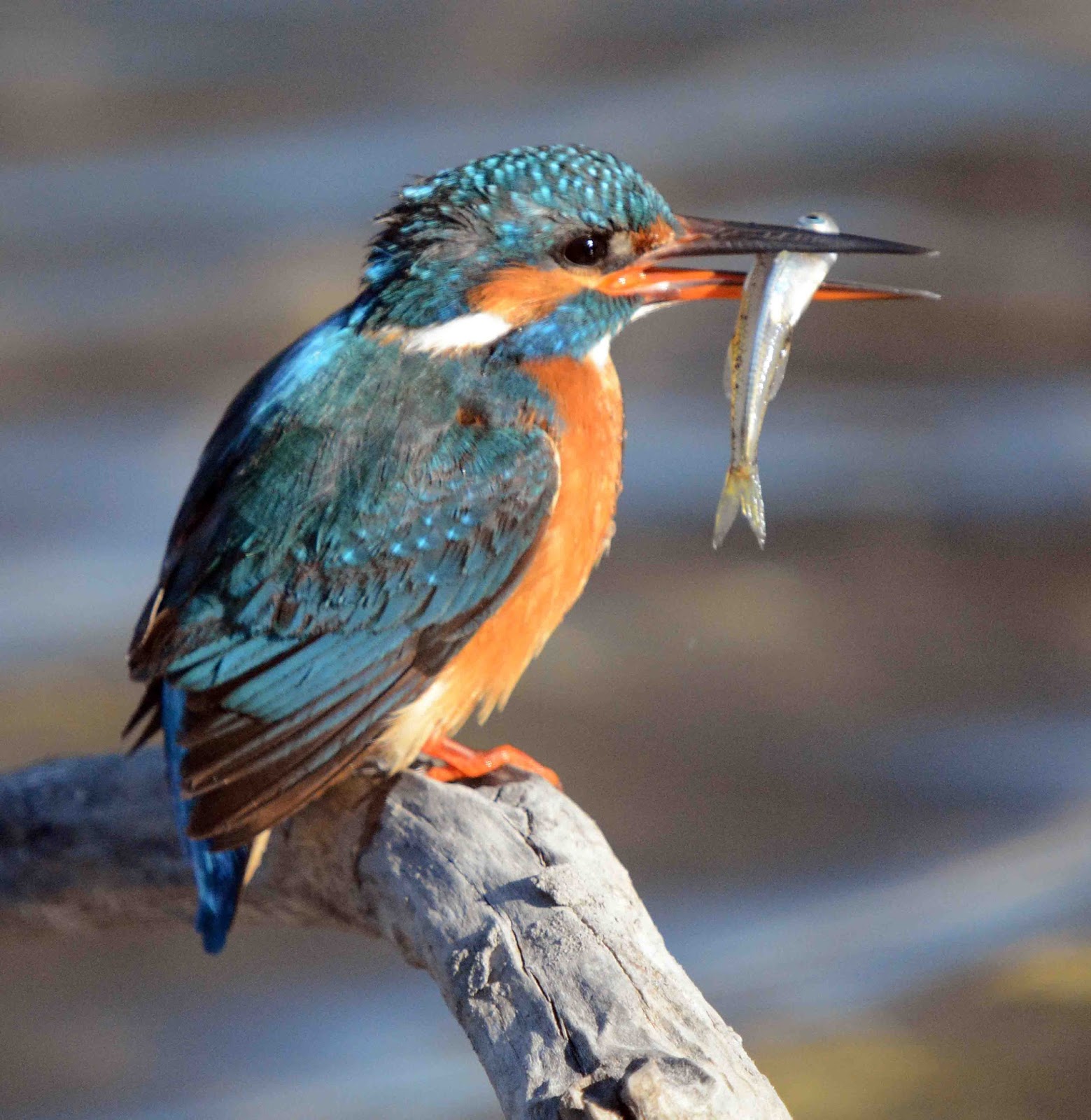 Blog del Màrius Domingo, Ca la Gallineta: El Blauet.