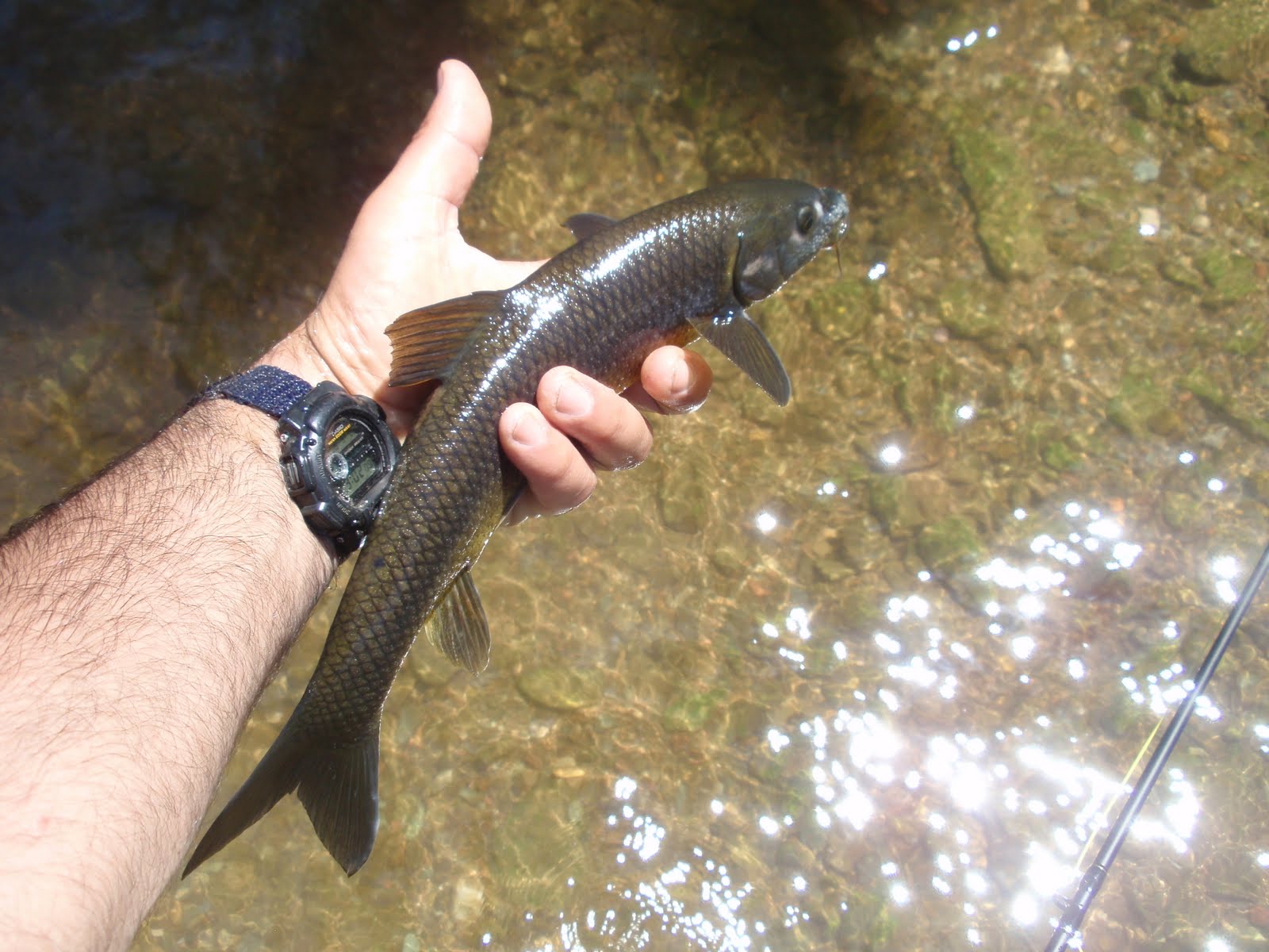 nosolomosca: Barbos Extremeños 2: El poder del barbo gitano