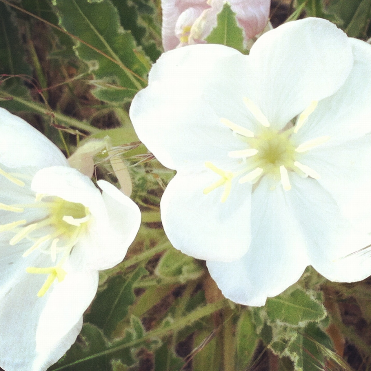 Bowl of Soul...: May 2012