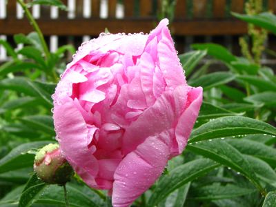 BUJORUL – Paeonia officinalis ~ Cultura