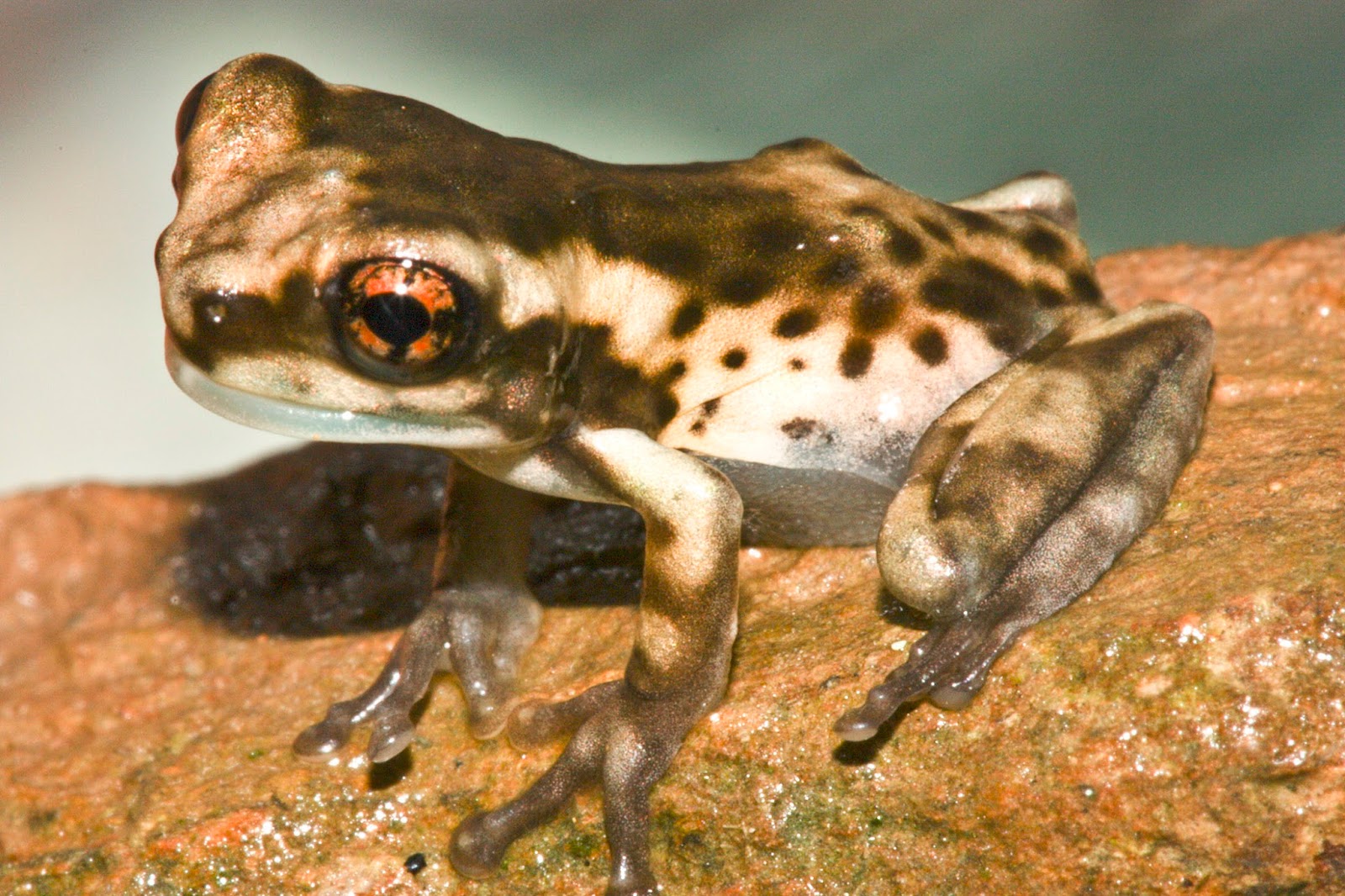 The Herpetology of Trinidad and Tobago: Pepper Treefrog, Trachycephalus ...