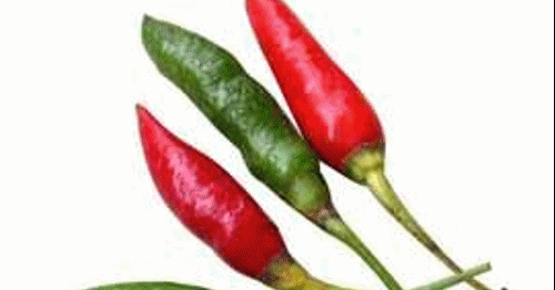 Perubatan Tradisional : KHASIAT CILI PADI UNTUK KESIHATAN