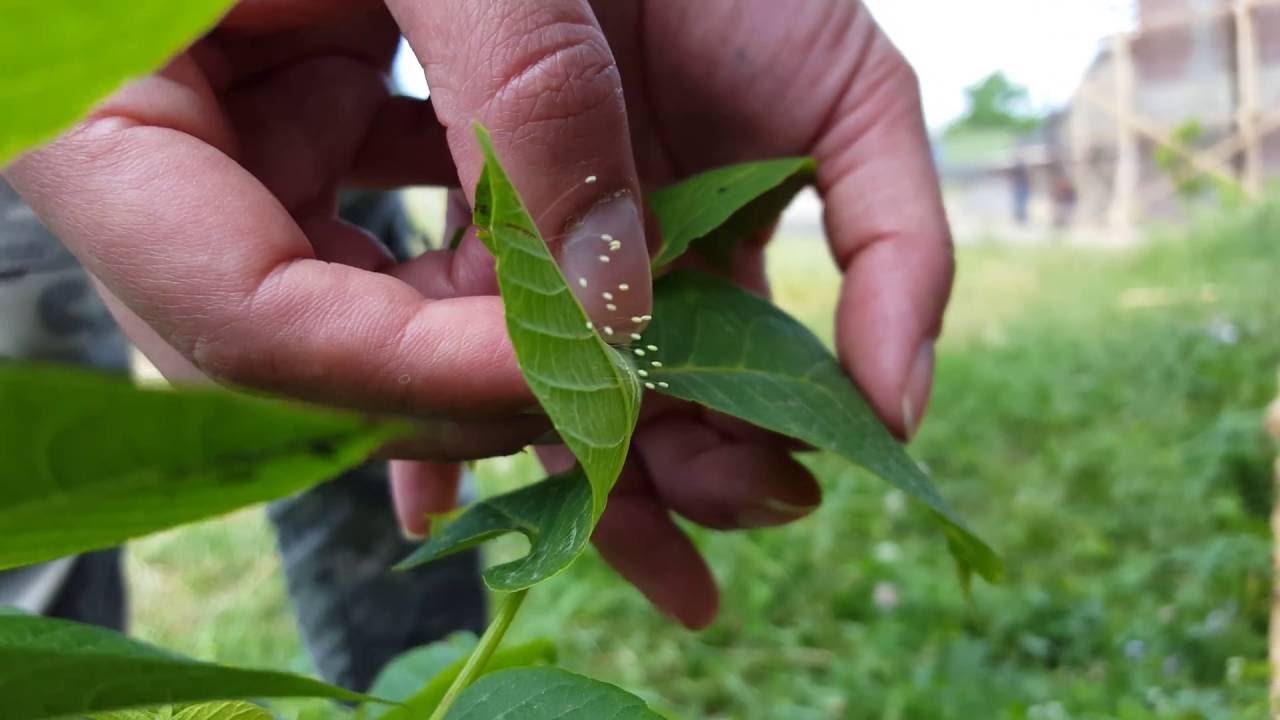 (Video) Pernahkah Anda Melihat Tumbuhan Ini Yang Digelar 'Bunga Dari ...