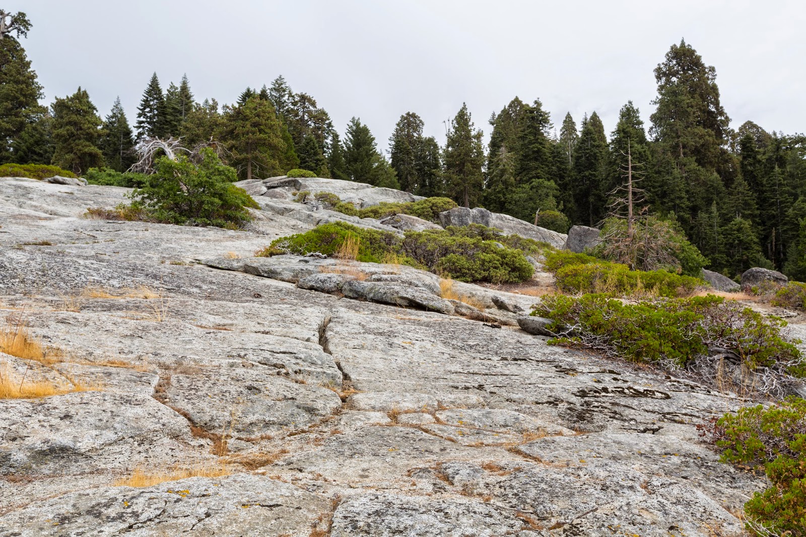 Naturetastic Blog: Beetle Rock (Part 7) - Sequoia & King's Canyon NP (2014)