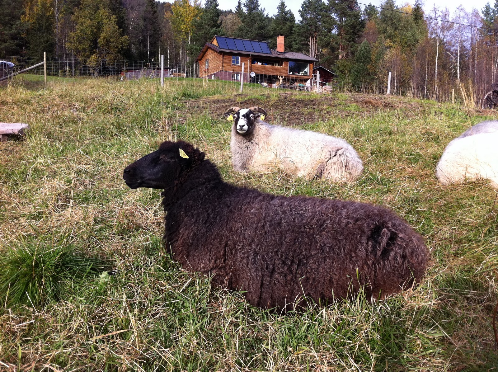 Lykkesau - Om sau, ull og livskvalitet: Sauegalleri