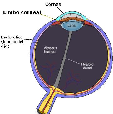 El limbo corneal también es el